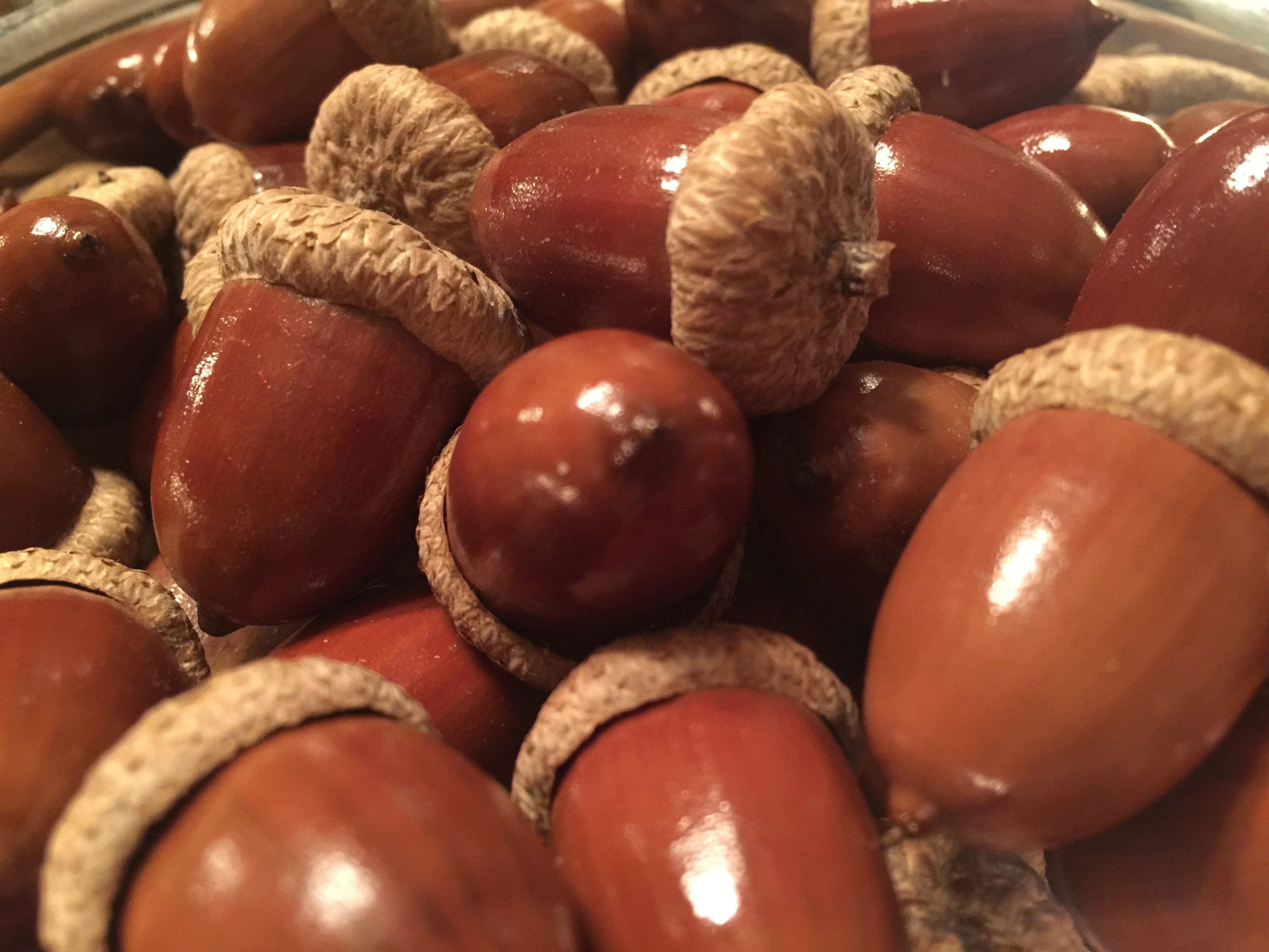 How To Turn Acorns Into Beautiful Decor For Your Home – Nature Way