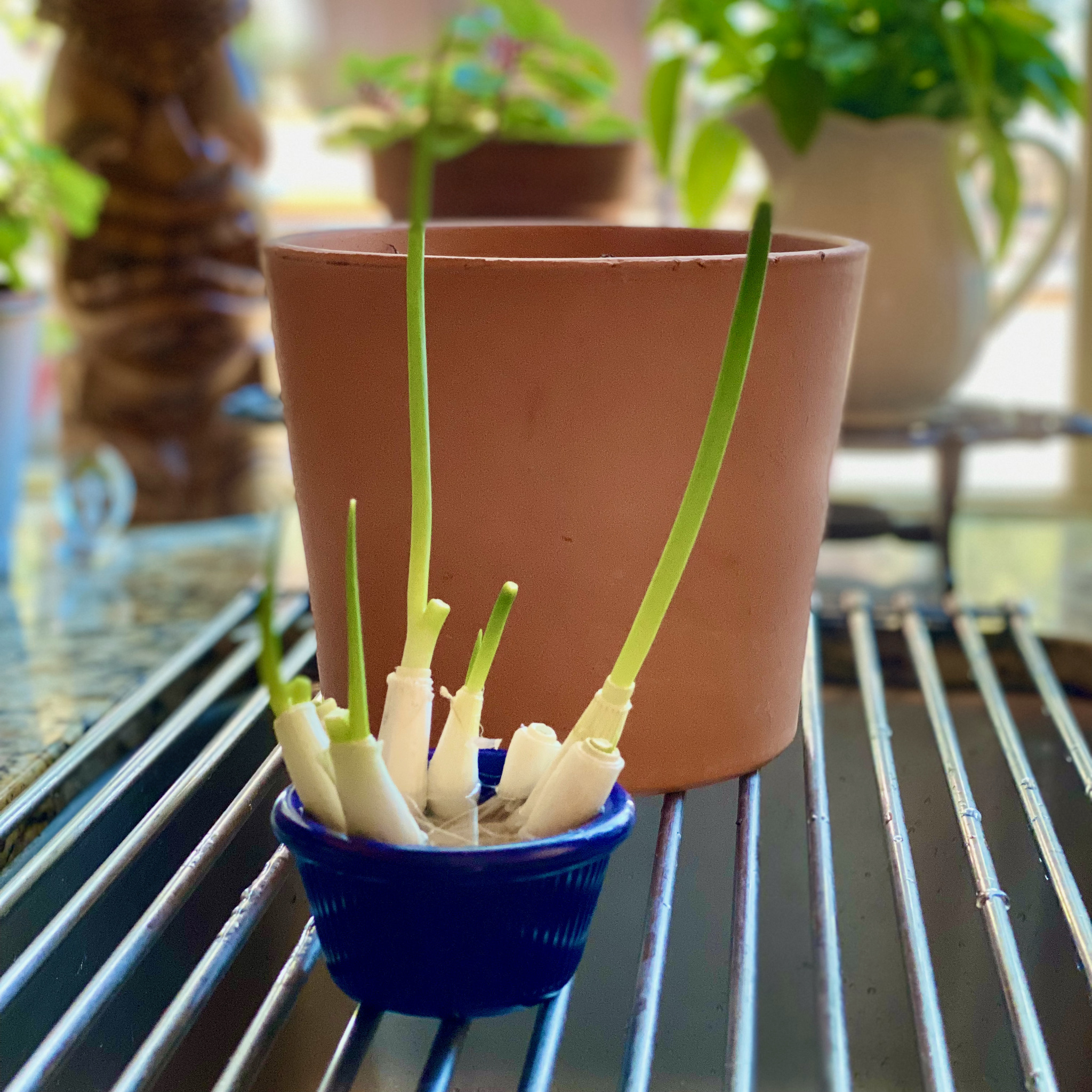 How To Easily Propagate Green Onions From Kitchen Scraps - Nature Way